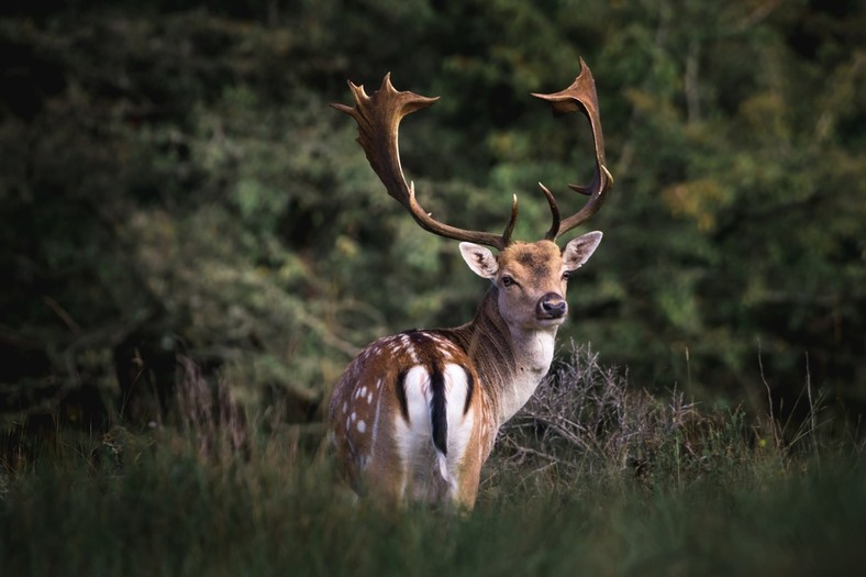 Rozpoznasz zwierzęta z polskiego lasu? Dorosły może mieć problem - Kobieta