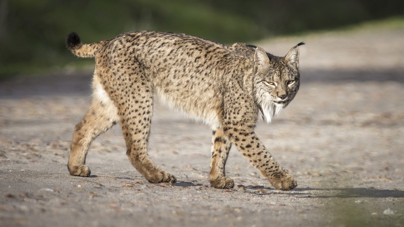 Próbował sprzedać na święta... rysia iberyjskiego - Podróże