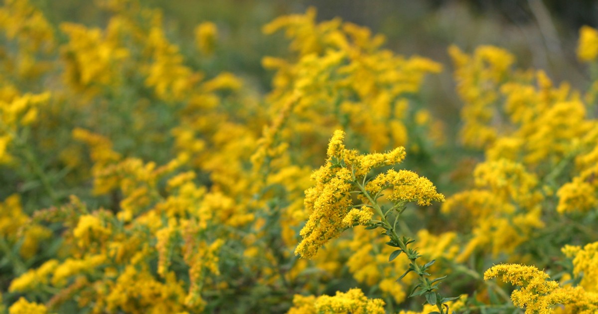 Nawłoć kanadyjska. Właściwości lecznicze i uprawa - Dom