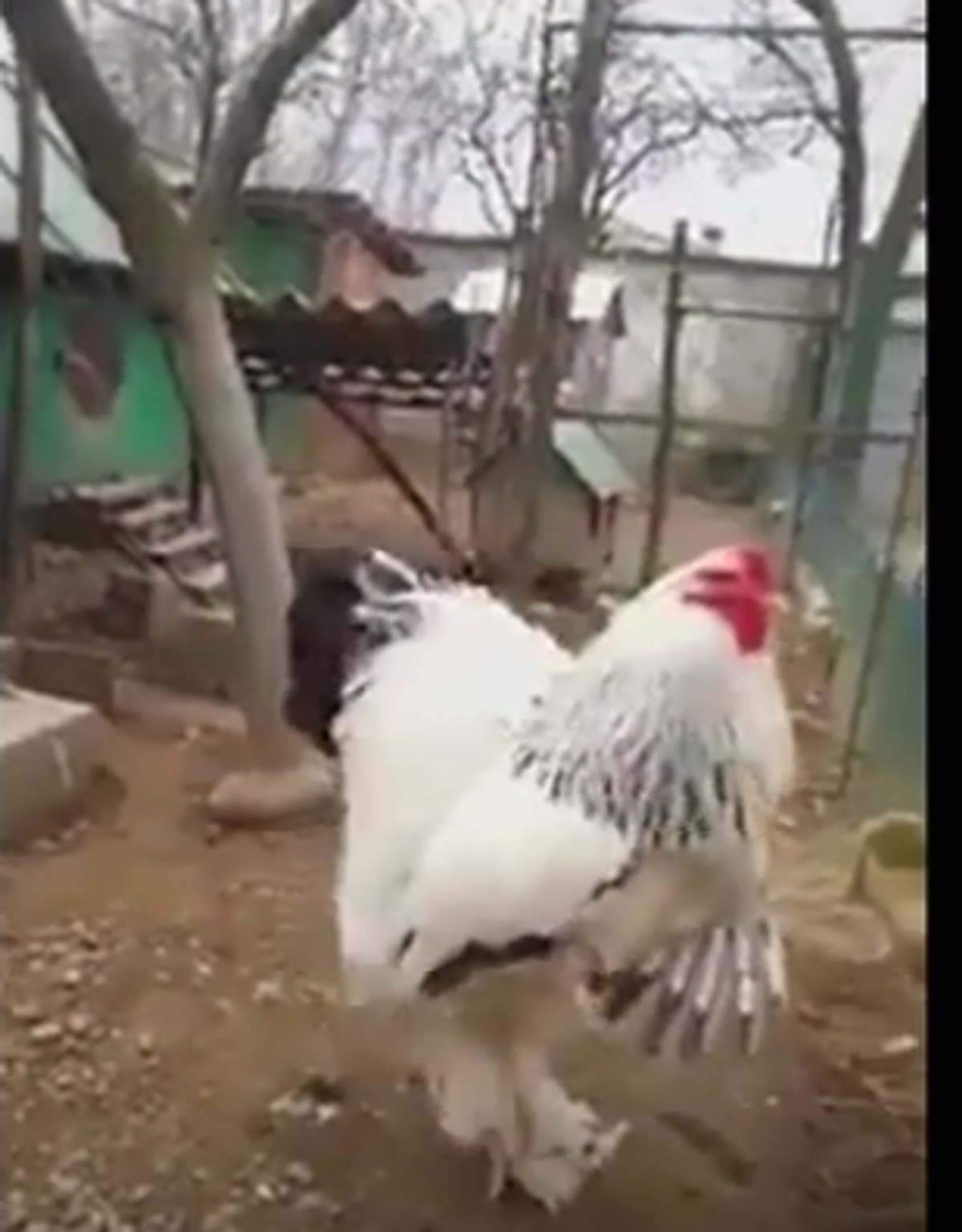 ORIGINAL SOFRONIJE Džinovski petao uzrokovao je pravu LUDNICU na ...