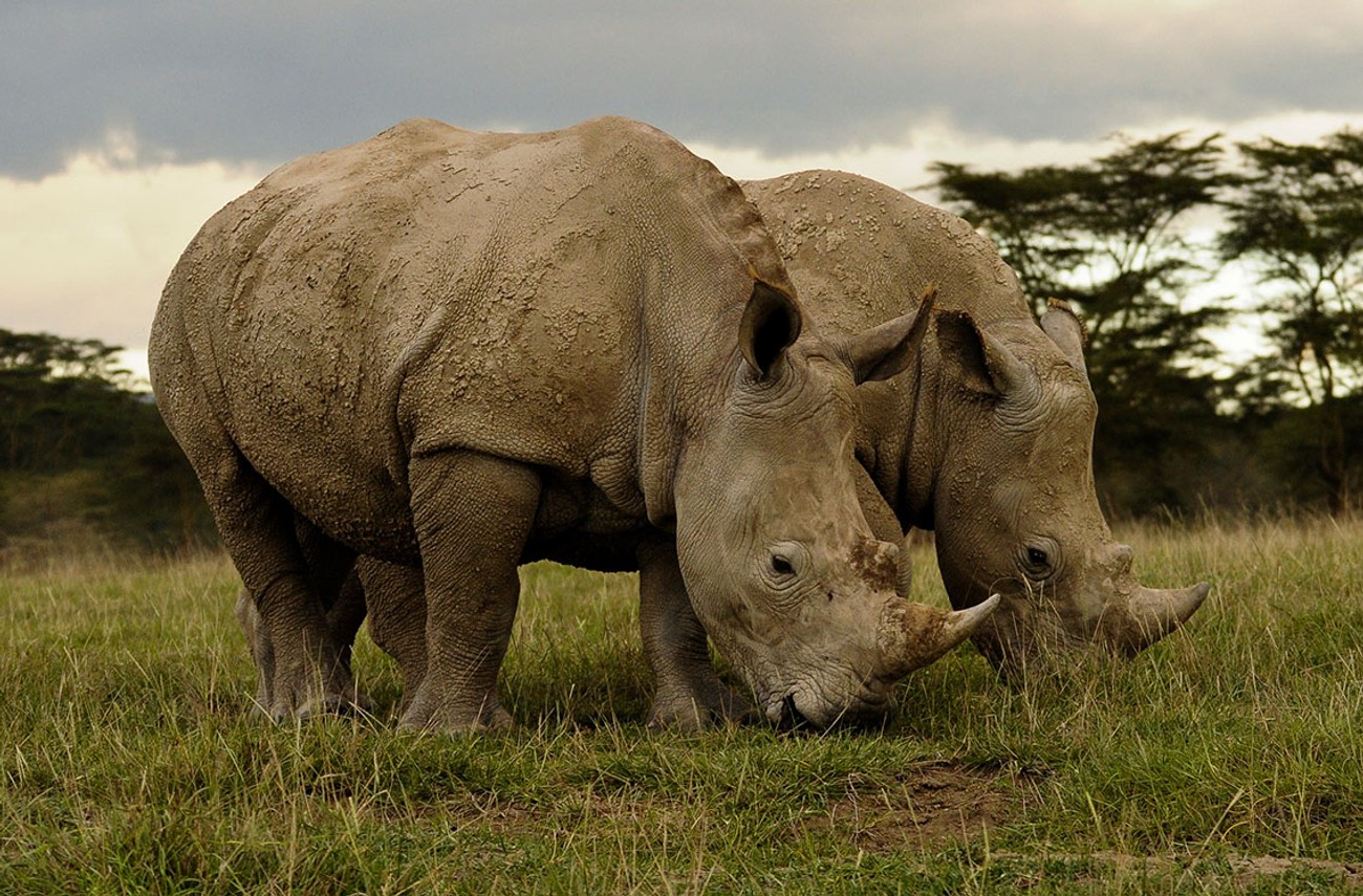 Prva vantelesna oplodnja nosoroga bi mogla da spase vrstu od izumiranja ...
