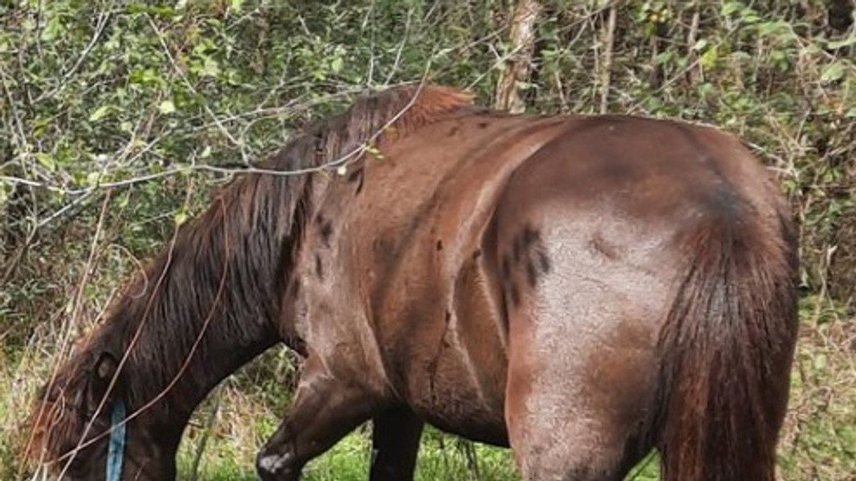 Stanojlu je nestala kobila Dora kod Aleksinca, prepoznaćete je po ...