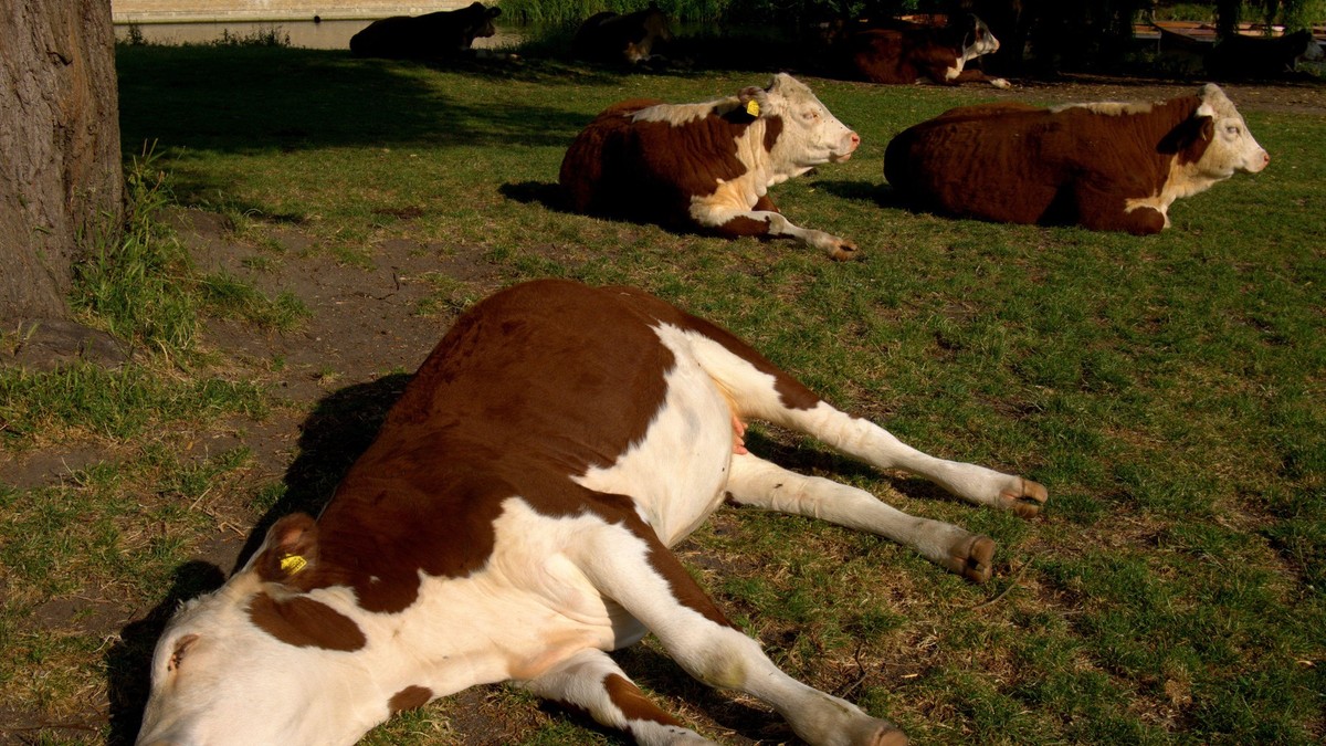Dragoslav našao svoje krave mrtve na pašnjaku, kad su komšije čule za muku - evo šta su uradili ...