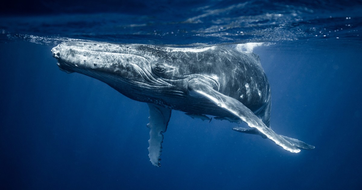 Scientists had a groundbreaking conversation with a humpback whale in ...
