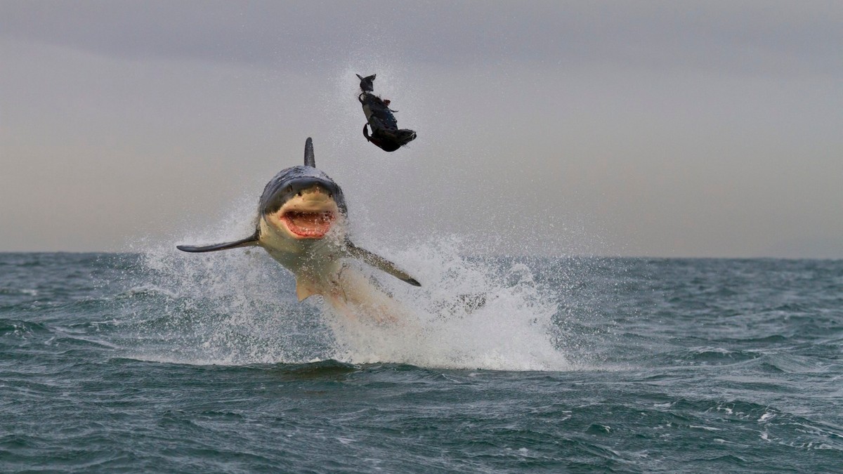 Ajkula snimljena u Jadranu: Evo šta se zaista dogodilo tokom okršaja morskog psa i tune kod ...