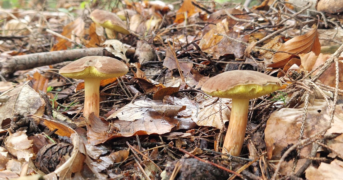 Czy w Polsce są trujące grzyby z gąbką? Te gatunki łatwo pomylić z ...