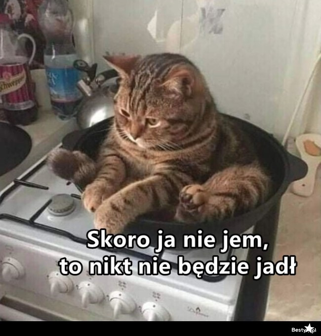 Zobacz najlepsze memy o kotach. Samo życie - Kobieta