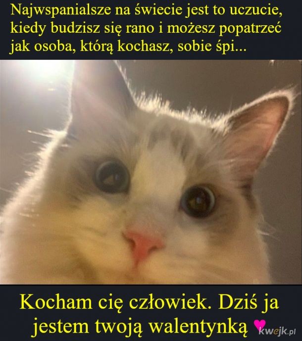 Walentynki z przymrużeniem oka. Oto najlepsze memy - Kobieta