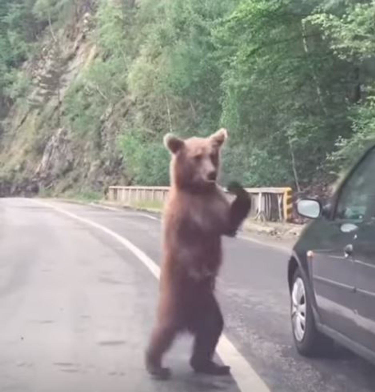 Medved zaustavio saobraćaj u Crnoj Gori - Blic