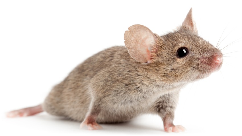 Studenci zabili mysz w mikrofali i wrzucili film na YouTube