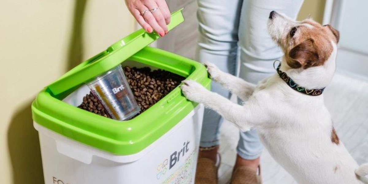 Zmiana karmy dla psa: jak to zrobić? - Dom