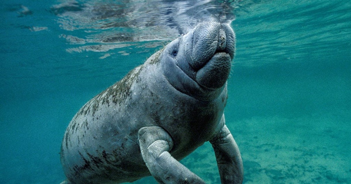 Florida residents were shocked to see a manatee swimming in their human ...