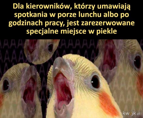 Najlepsze memy o szefie. To samo życie - Kobieta