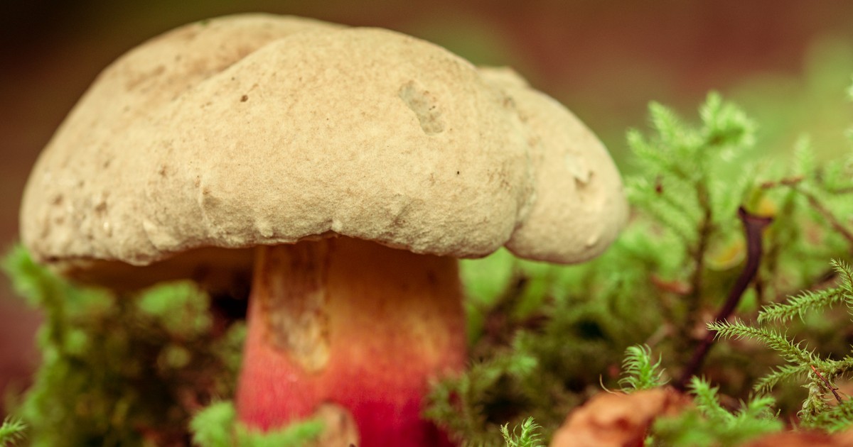 Podgrzybek trujący to "szatan" wśród grzybów. Jak wygląda i gdzie ...