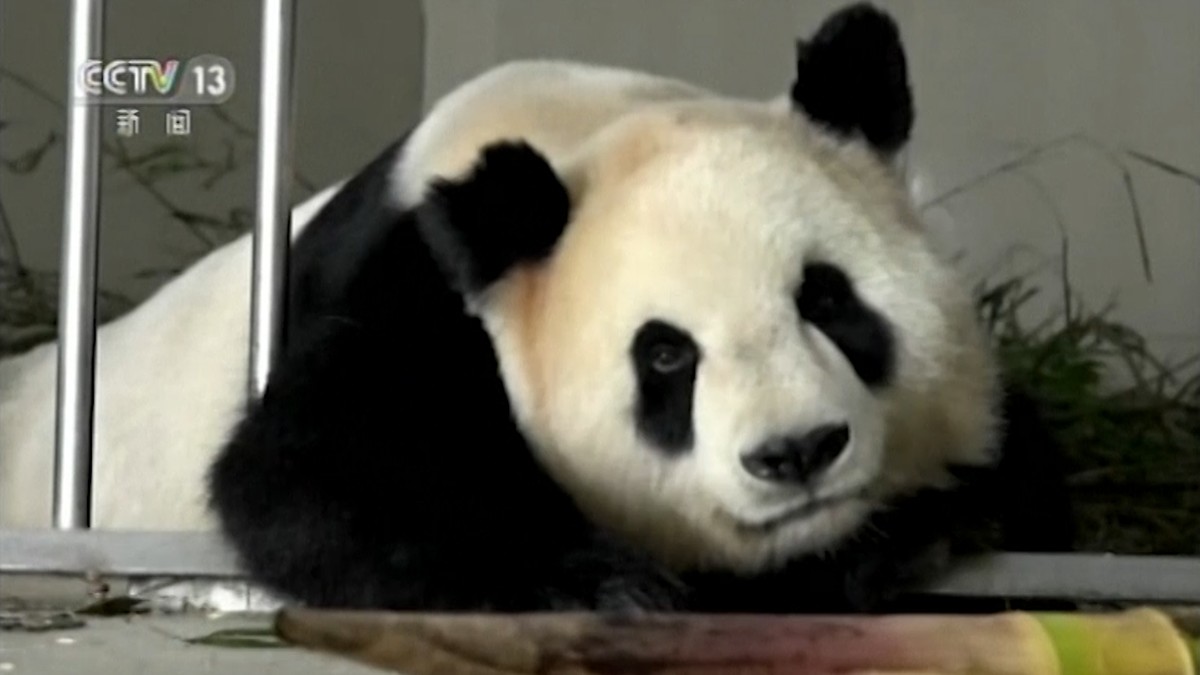 PROSLAVA PRVOG ROĐENDANA Zoo vrt u Atlanti sprema iznenađemnja za dve ...
