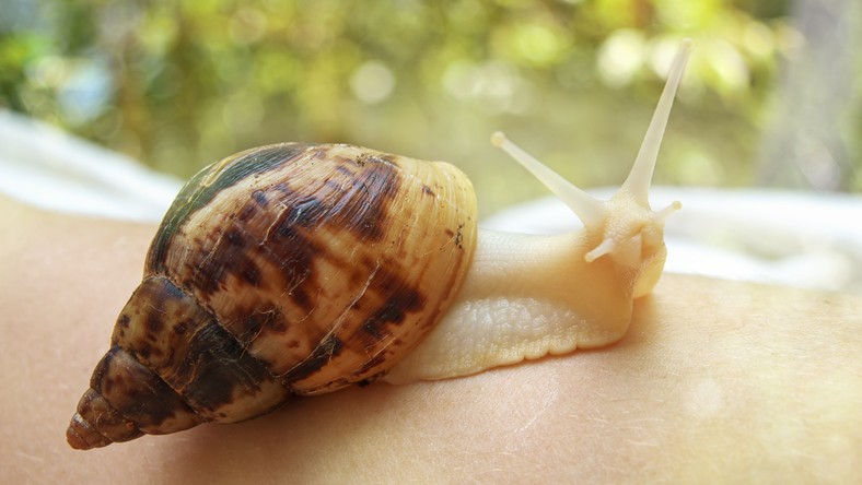 Ślimaki w Polsce - Podróże