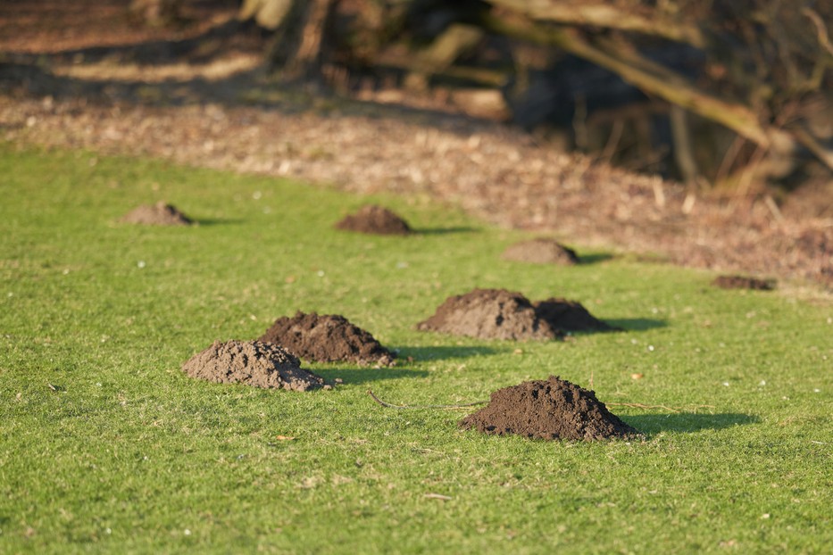 Feltúrta a vakond az udvarodat? Így tudod távol tartani - Blikk Rúzs