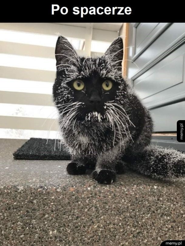 Zima dotarła do Polski. Oto najlepsze memy - Kobieta