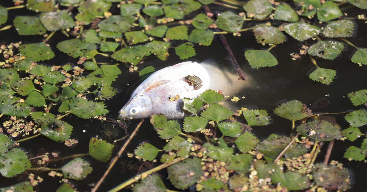 Skażenie Odry: w rzece wykryto "złote algi". To przez nie zdychały ryby?