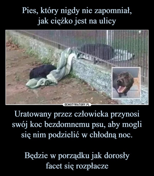 To są najlepsze memy o psach. Wzruszają i bawią do łez - Kobieta