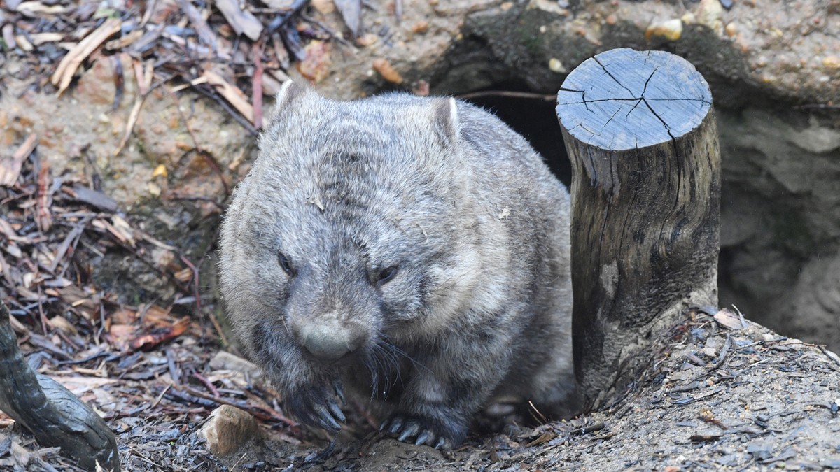 PRIČA O VOMBATIMA Kako su četvoronožni torbari postali HEROJI ...