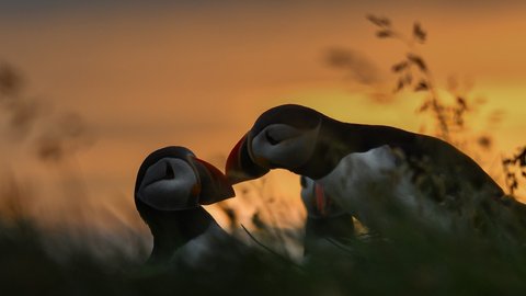 Maskonur zwyczajny, z łac. zwany Arktycznym braciszkiem, łączy się w ...