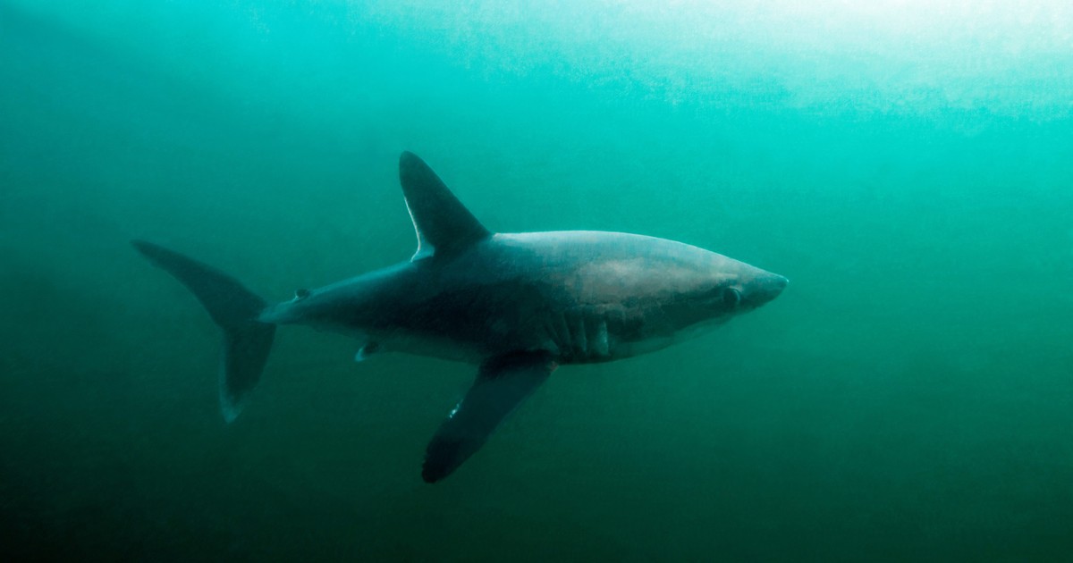 A photographer shared the surprising moment she found a frozen shark on ...