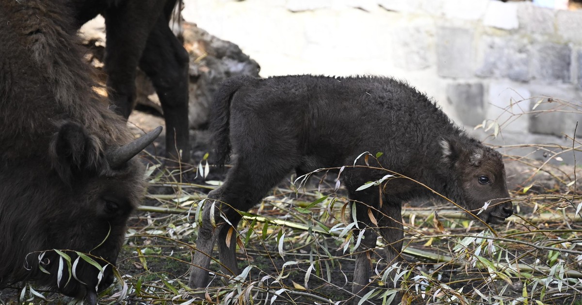We wrocławskim zoo przyszły na świat żubry