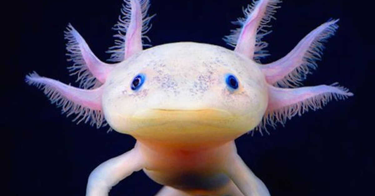 Axolotl: Meet the magicial ‘fish’ that walks on 4 legs | Pulse Nigeria