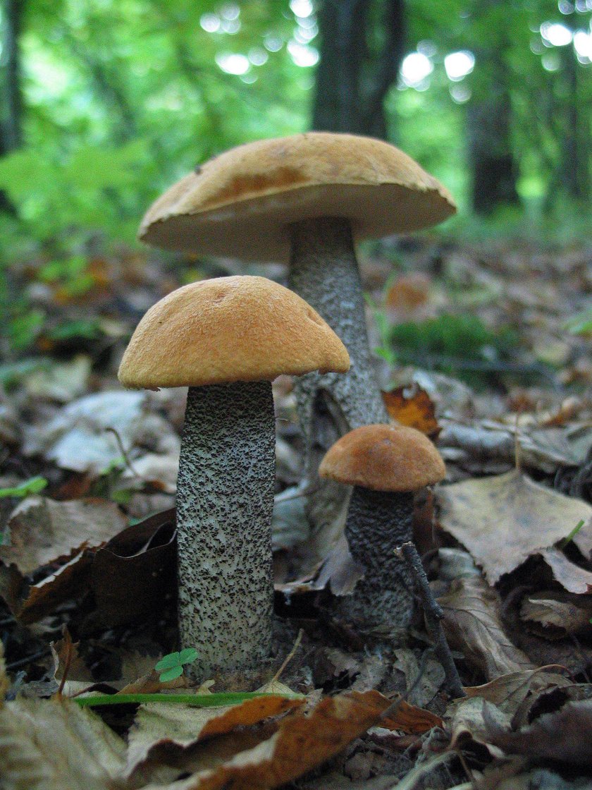 Grzyby można sprawdzić w wielkopolskim sanepidzie w Poznaniu