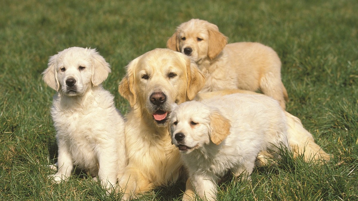 Evo kako da ljubimcu pomognete da se lakše rashladi na vrućini - Blic
