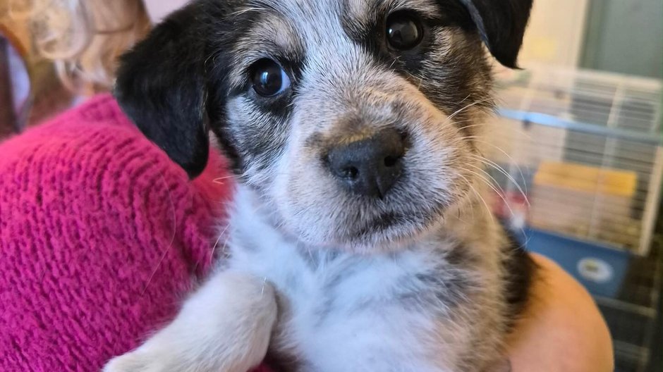 Suczka oddana po trzech tygodniach. Ważny apel schroniska - Informacje