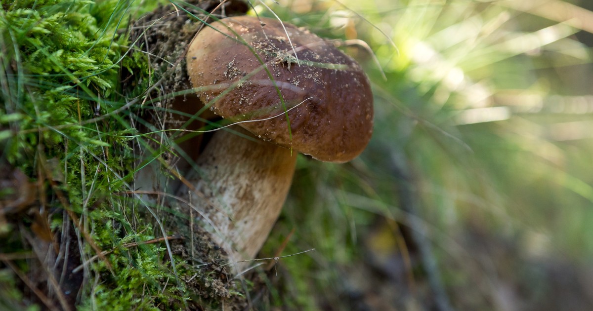 Takie grzyby można znaleźć w lesie w październiku. Wyróżnia się "krowia ...