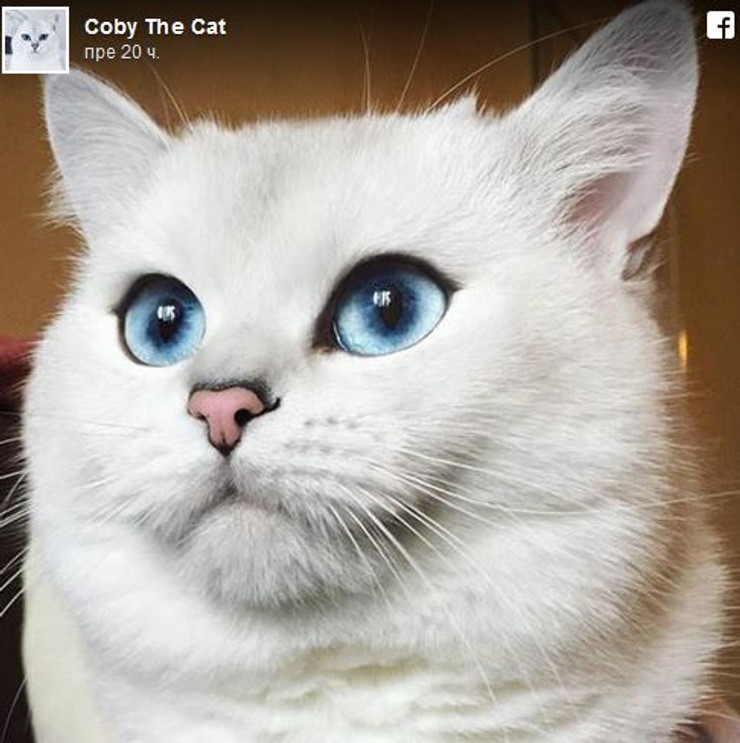 MIS PUFNASTOĆE Ovo je 10 najlepših maca sveta