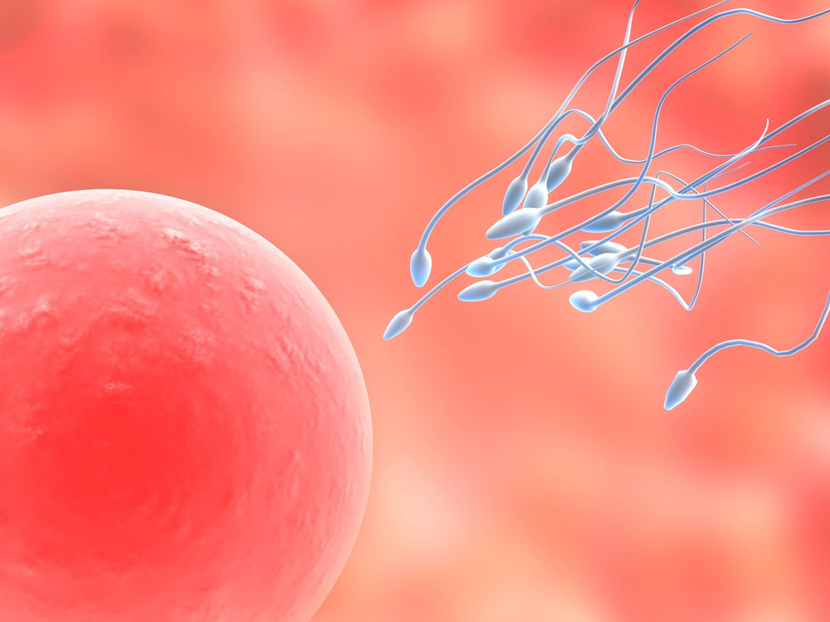 Otkriveno kako jajna ćelija "hvata" spermatozoide - Žena.rs