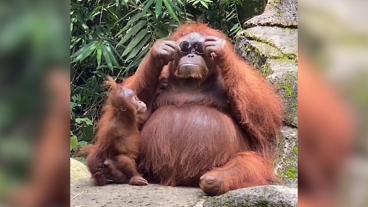 Čovekoliki majmuni vole da zadirkuju jedni druge, baš kao i ljudi - Blic