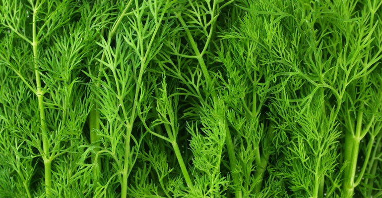 Koperek – właściwości i wartości odżywcze