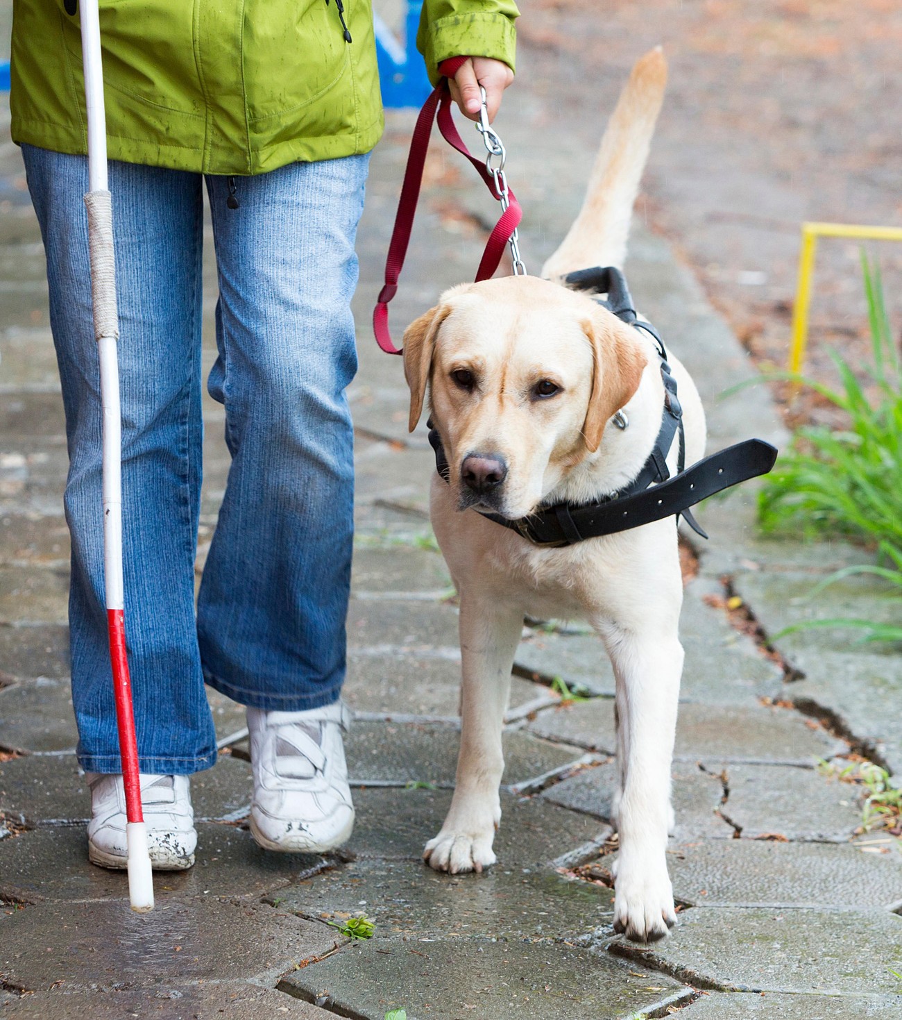 Slepo dete sa psom vodičem NISU HTELI DA PUSTE U NEKOLIKO KAFIĆA, a ...