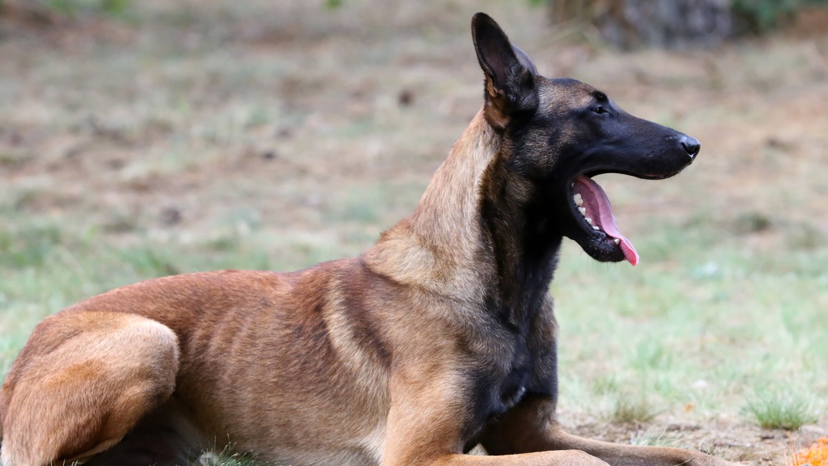 Pies policyjny odnalazł zaginionego mężczyznę - Wiadomości