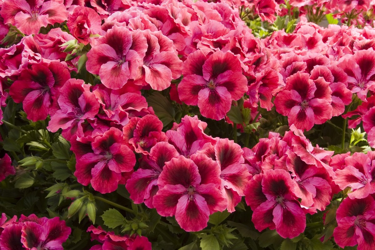 Muškatle: Nega cveća - Žena.rs