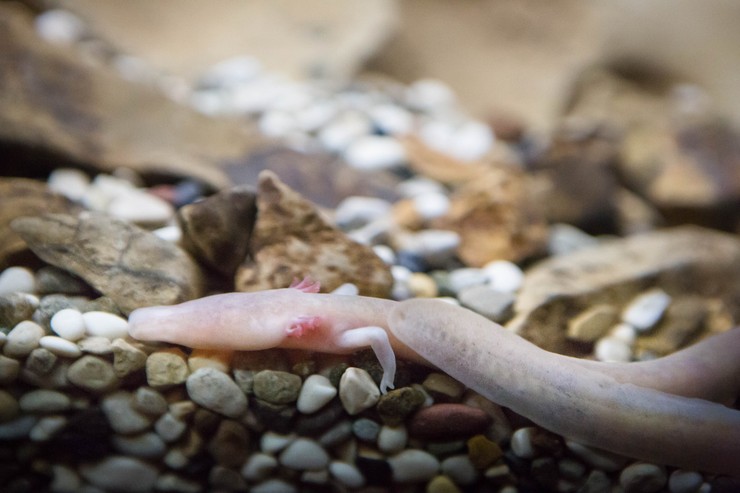 Čovečja ribica živi u balkanskim pećinama, ali je jedna bosanska TOLIKO ...