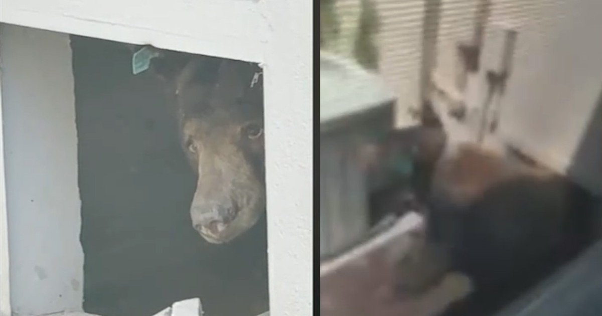 Medved živi ispod spavaće sobe koja se priprema za Bebu, vlasnik kuće ...