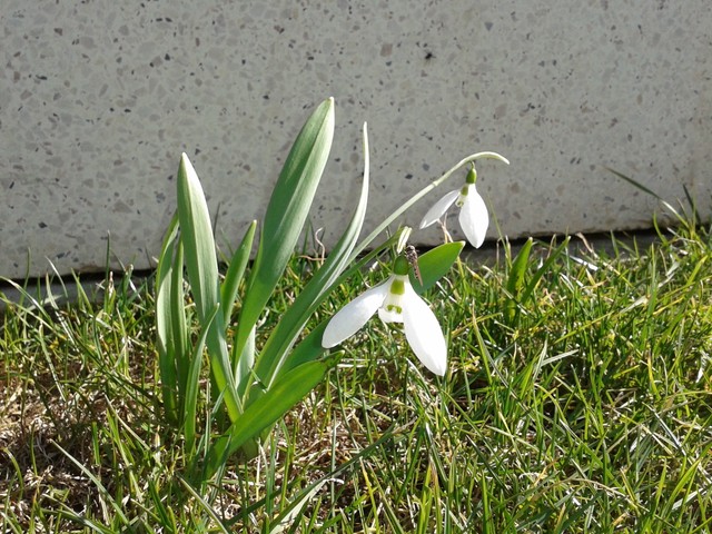 Srbija cveta: Neverovatne slike proleća koje su nam poslali čitaoci od ...