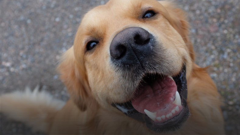 15 najpopularniejszych ras psów w Polsce - Kobieta