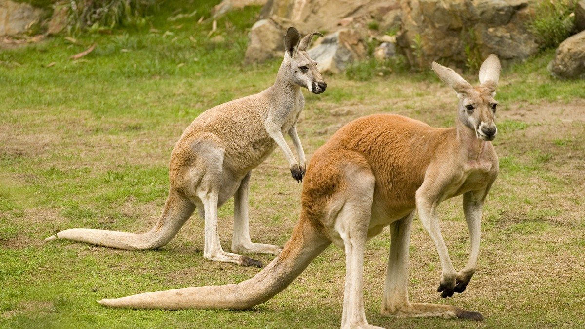 Mężczyzna rzucał w kangury kamieniami. Chciał, żeby zwierzęta zaczęły ...
