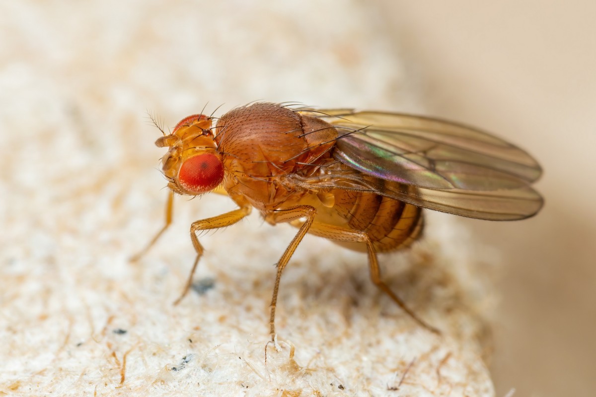 Elege van a muslicákból? 3 módszer, amivel elűzheti őket | EgészségKalauz