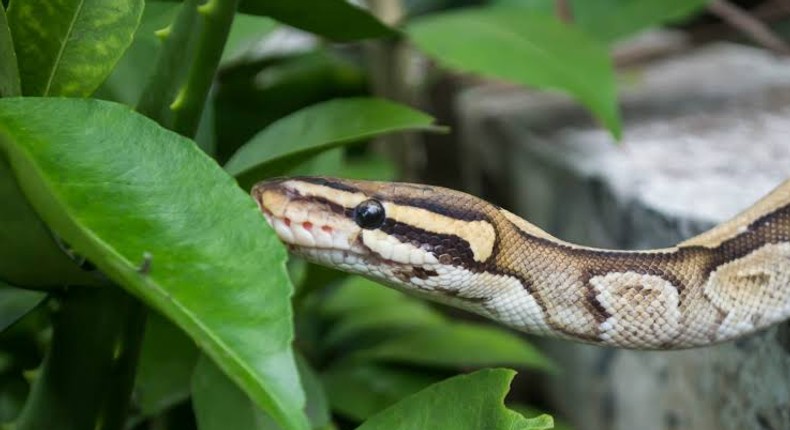What to do after a snakebite | Pulse Nigeria
