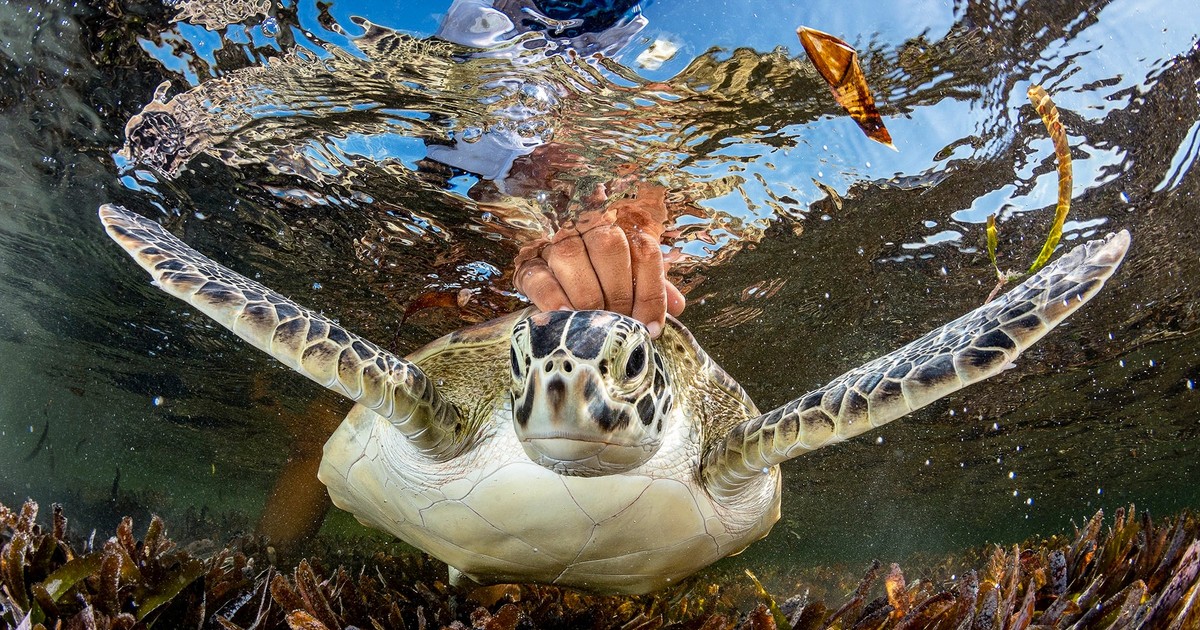 Photos from the Ocean Photographer of the Year awards show the beauty ...