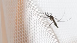 Febra - śmiertelna choroba tropikalna