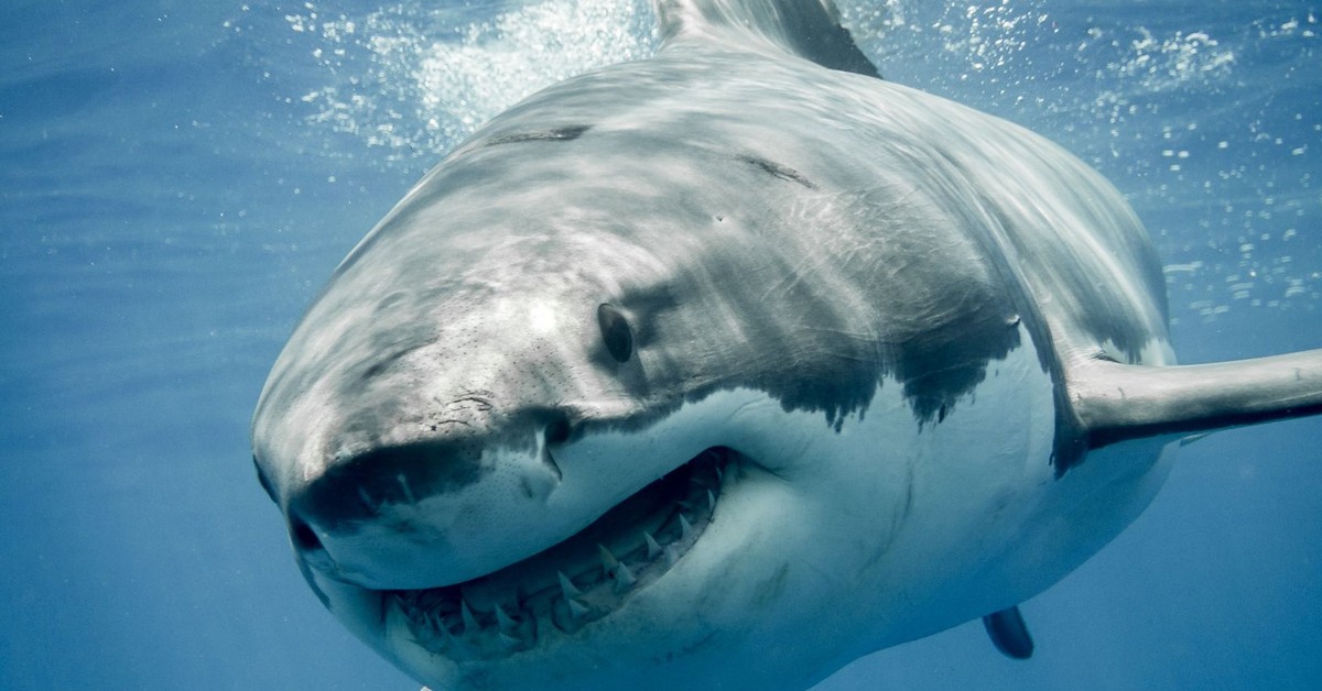 Atak rekina w pobliżu Hurghady. Nie żyje druga kobieta - Dziennik.pl